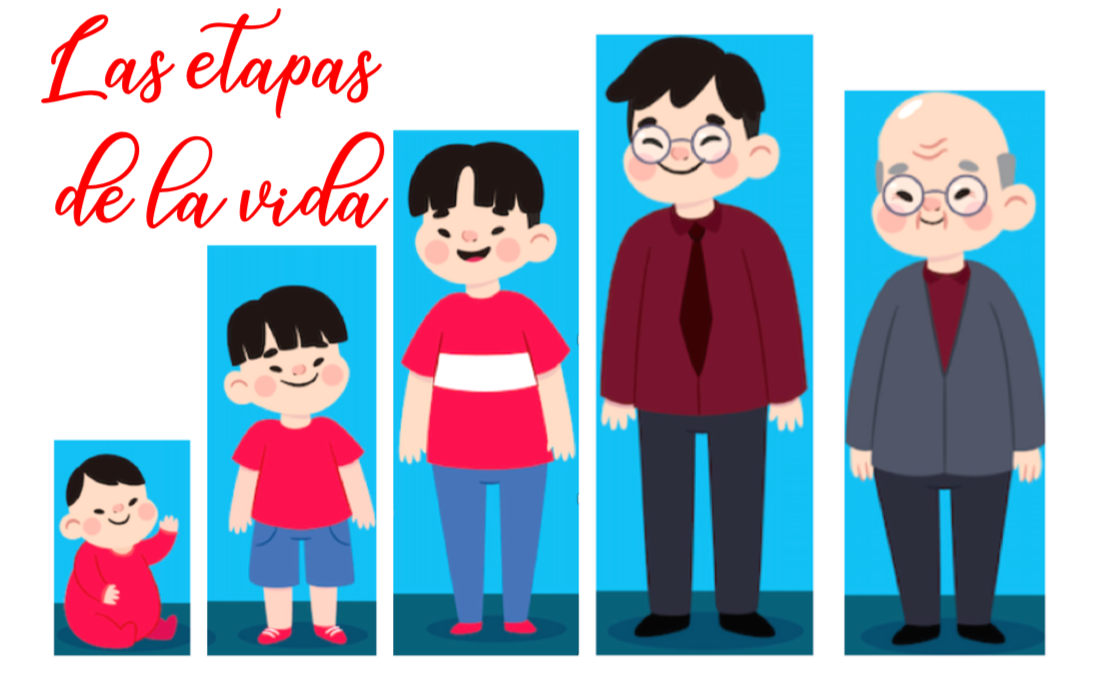 Etapas De La Vida