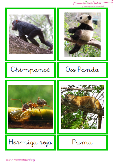 Profes Papel Tijera Pack de tarjetas de animales por hábitat