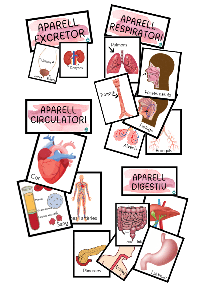 Profes Papel Tijera EL COS HUMÀ - APARELLS