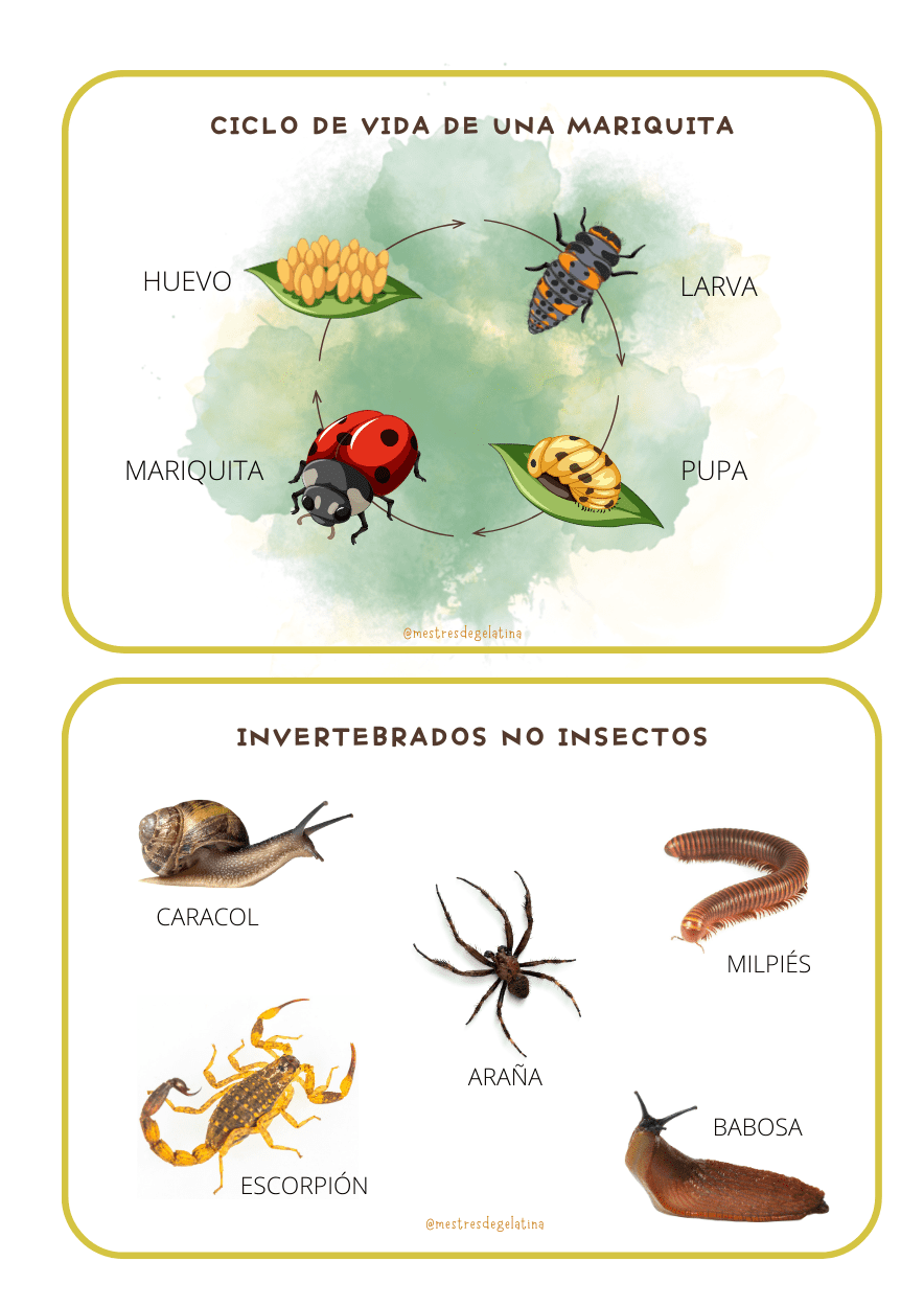 Profes Papel Tijera DOSIER DE INSECTOS