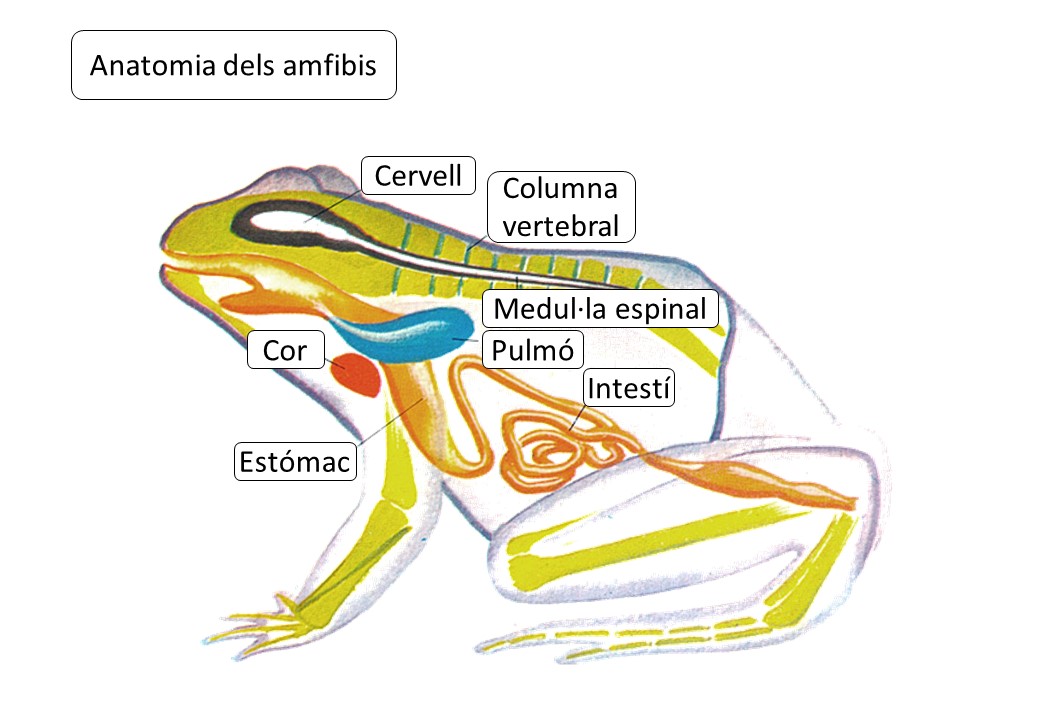 Profes Papel Tijera Anatomia: Parts dels Vertebrats