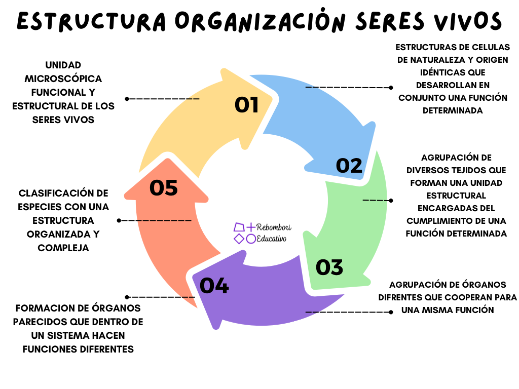 Profes Papel Tijera Esquema estructura de organización de los seres vivos