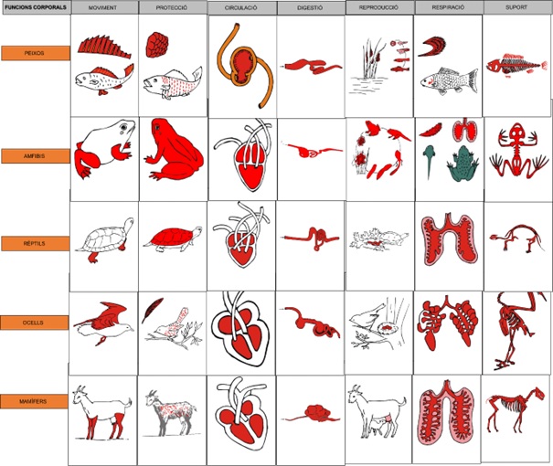 Profes Papel Tijera Montessori Primària: Àlbum de Biologia
