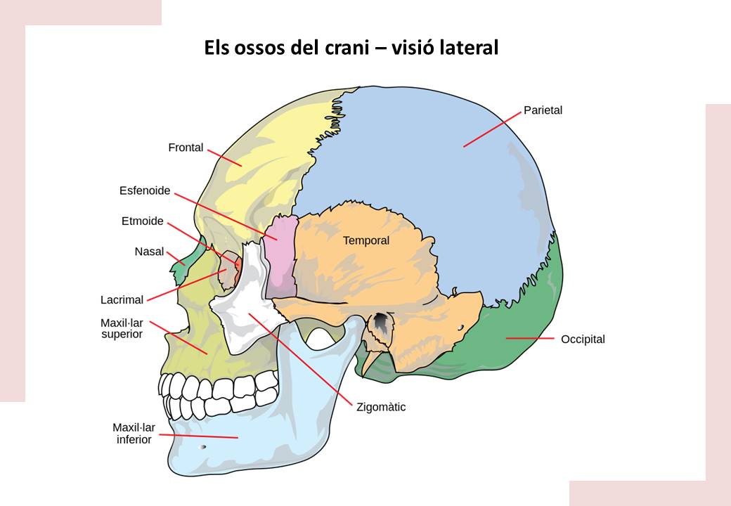 Profes Papel Tijera Làmines imprimibles: ossos del crani