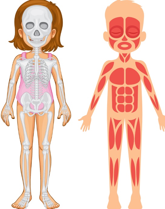 Profes Papel Tijera Lapbook El cos humà