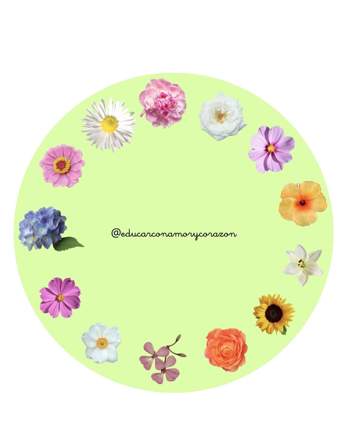 Profes Papel Tijera Ruleta Atención Flores e Insectos