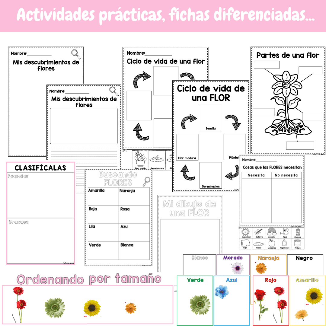 Profes Papel Tijera Todo sobre las flores - Rincon de investigación